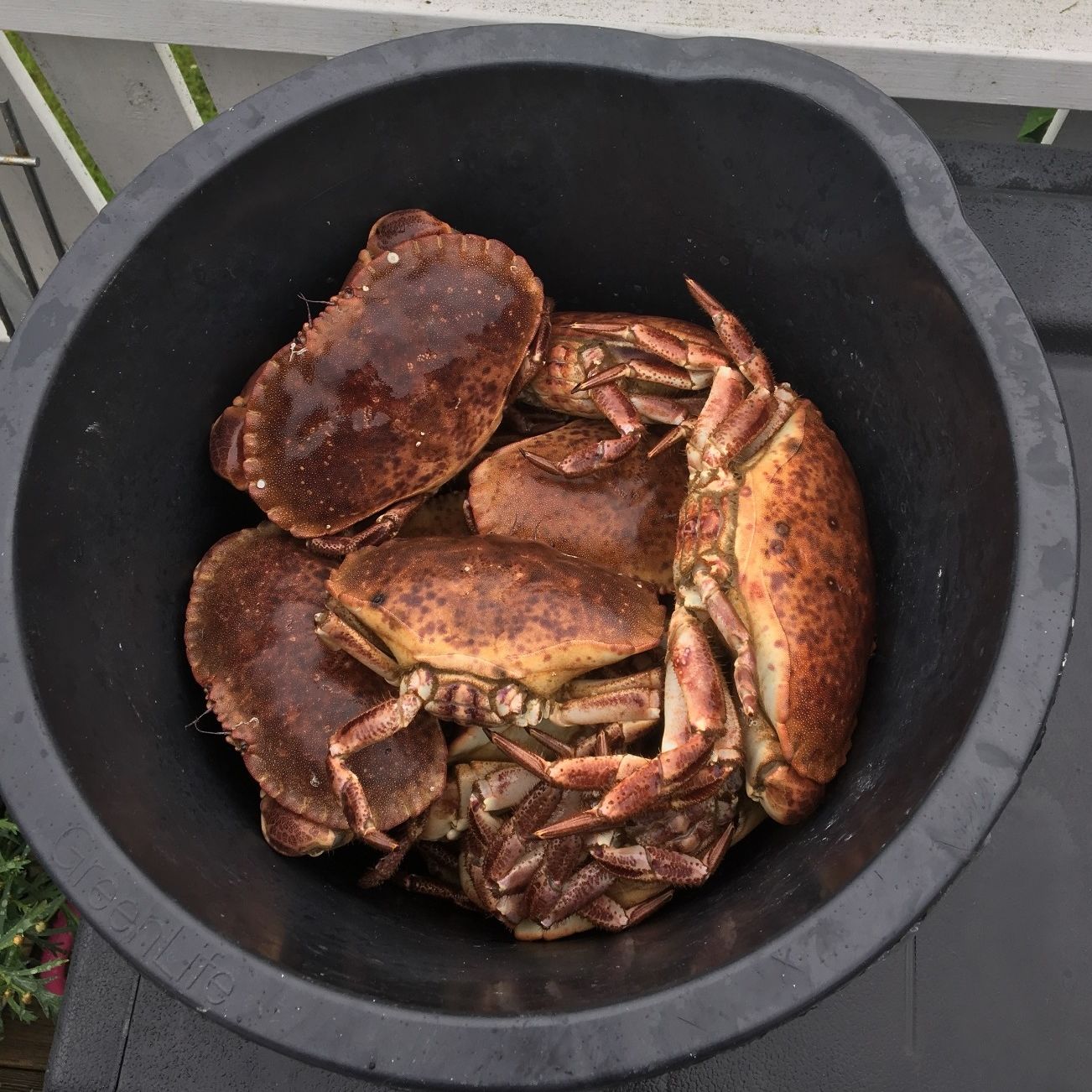 Nå er krabbene på sitt beste | Aktuelt | Lerøy Sjømatgruppen